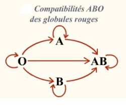 La transfusion sanguine et ses règles de compatibilité - Actusoins ...
